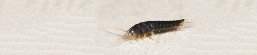 Silverfish Fact File - Newcastle Kill A Pest